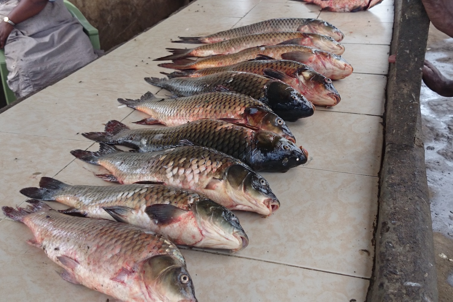 Modulære køle/fryse faciliteter til det afrikanske fødevaremarked ...