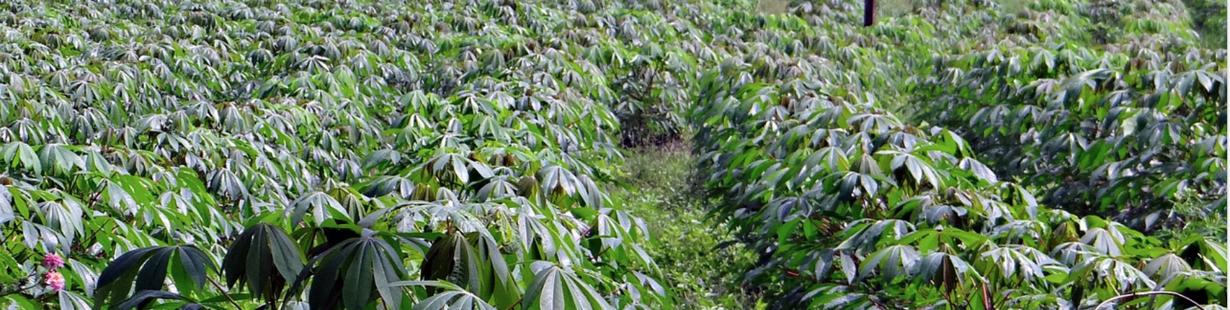 Waste products from the Cassava plant gain new purpose in food ...